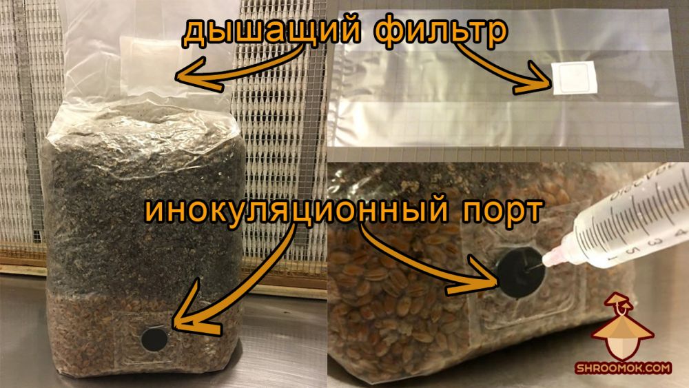 Что купить для выращивания псилоцибиновых грибов — Shroomok ...