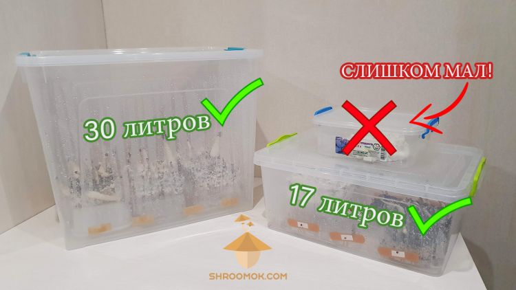 Что купить для выращивания псилоцибиновых грибов — Shroomok ...